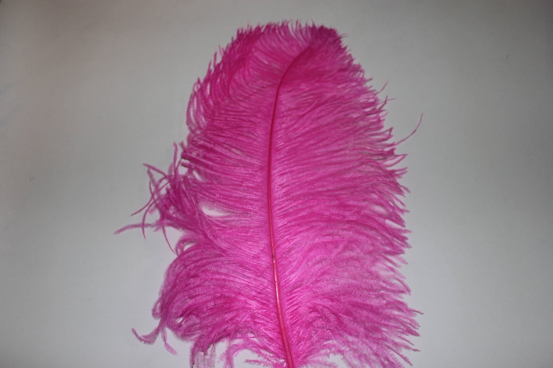 Ten ( 10 ) Hot Pink Ostrich Wing Plumes First Grade 375-425mm - Etsy