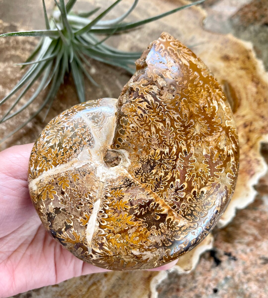 Gorgeous Whole Ammonite Fossil With Suture Patterns From Madagascar, 13 ...