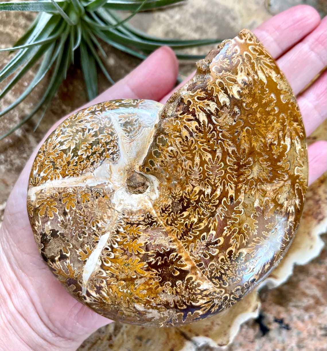 Gorgeous whole Ammonite fossil with suture patterns from | Etsy