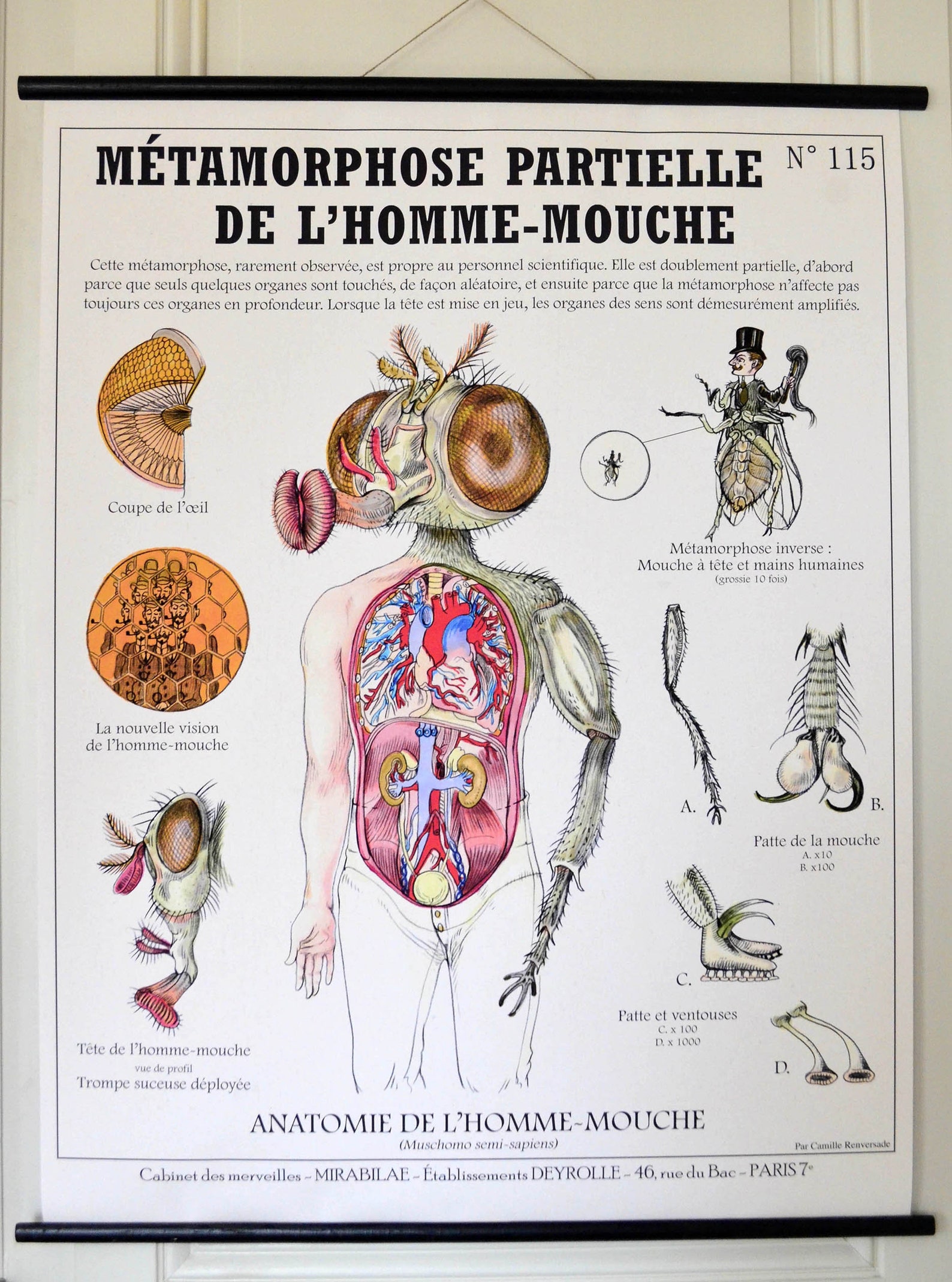 Très Grande Planche Métamorphose de l'Homme-Mouche 80X100 - Etsy France