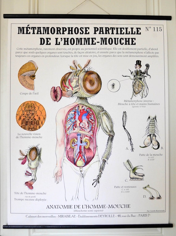 Très Grande Planche Métamorphose de l'Homme-Mouche 80X100 | Etsy