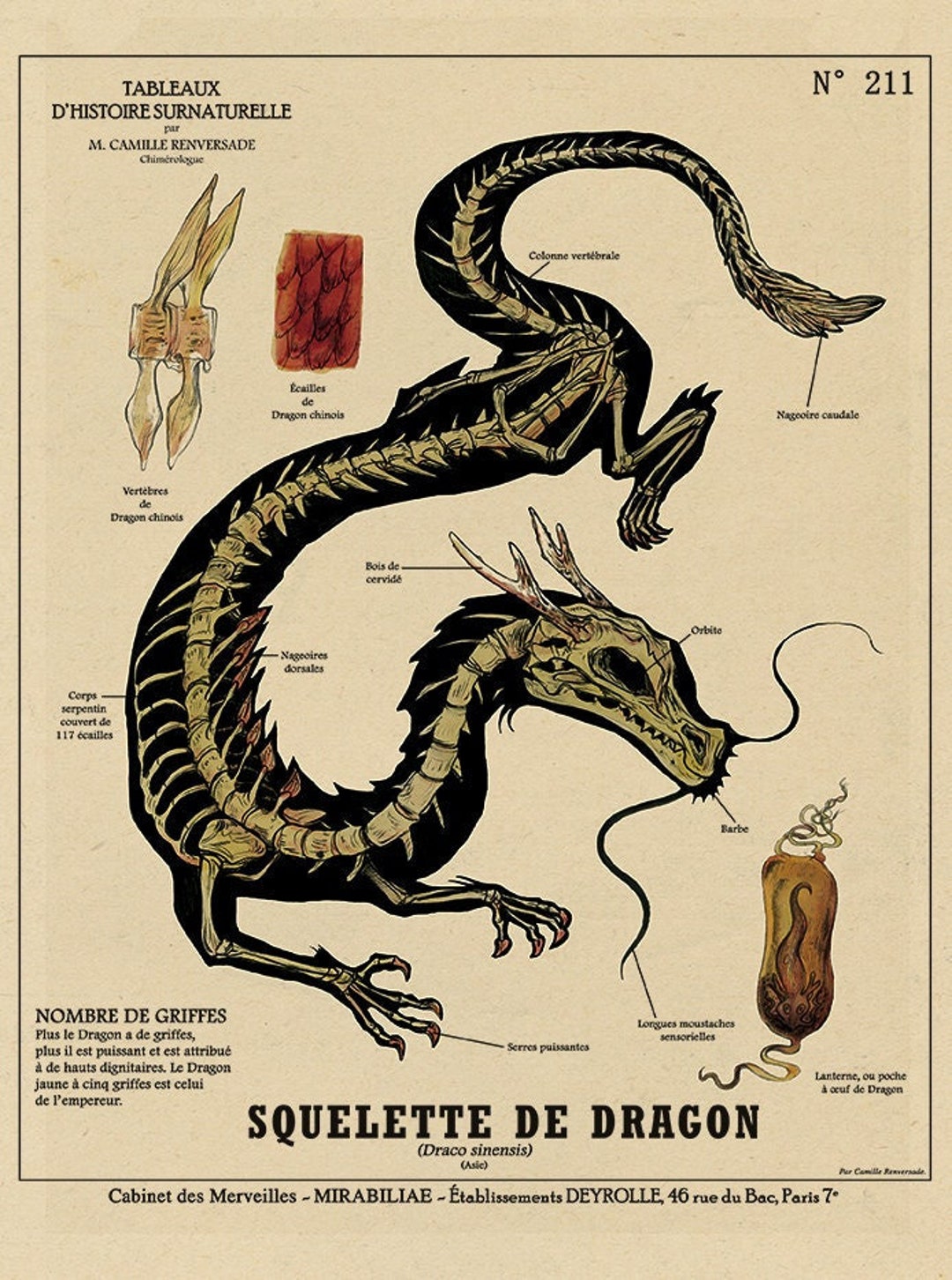 CHINESE DRAGON SKELETON - Deyrolle Cabinet of Curiosities Poster ...