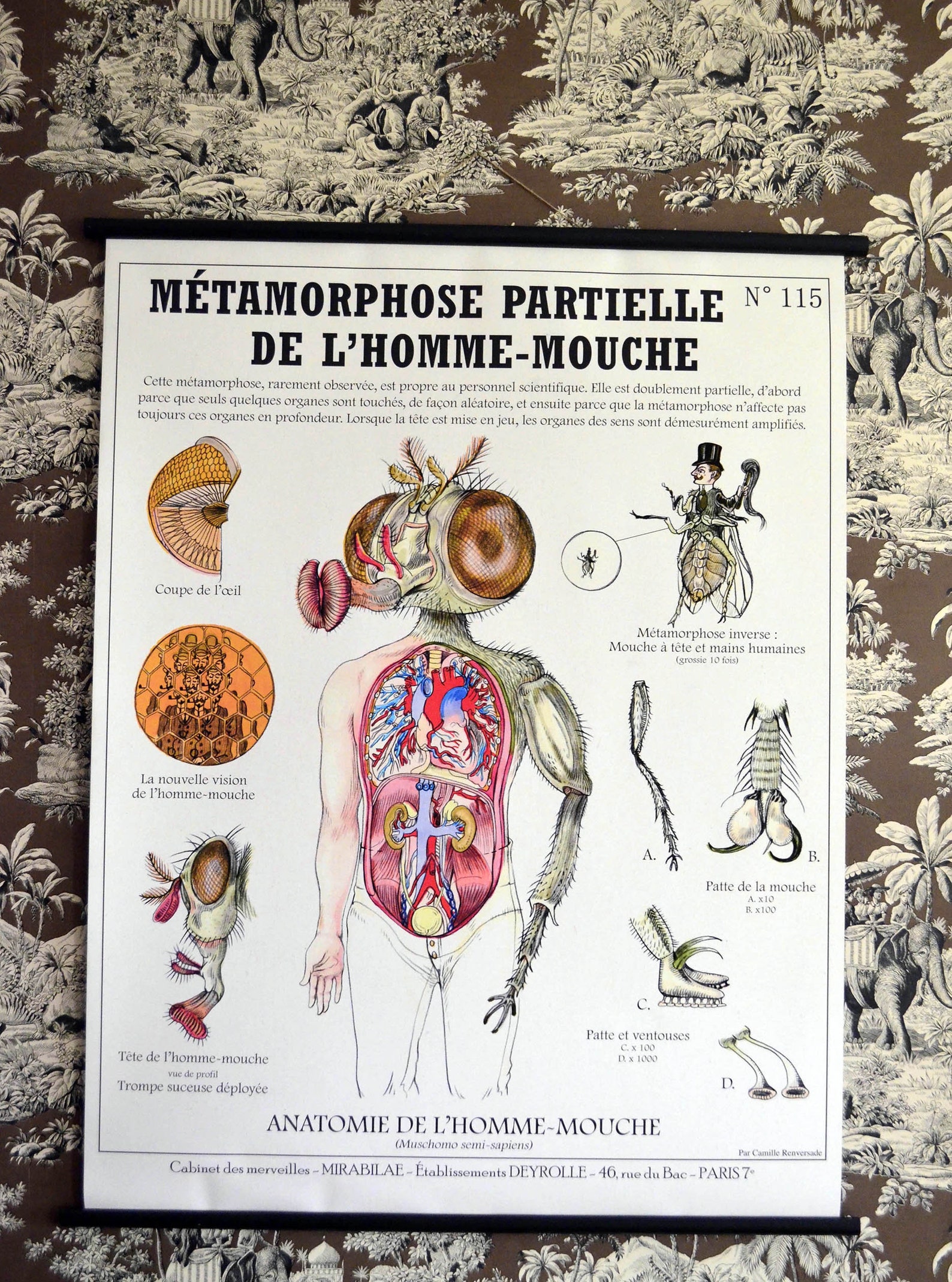 Great Plank Metamorphosis of The Man-Mouche 60X80 cm | Etsy