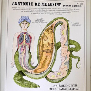 Large ANATOMY Plate of MELUSINE (60X80 Cm) "metamorphosis Deyrolle ...
