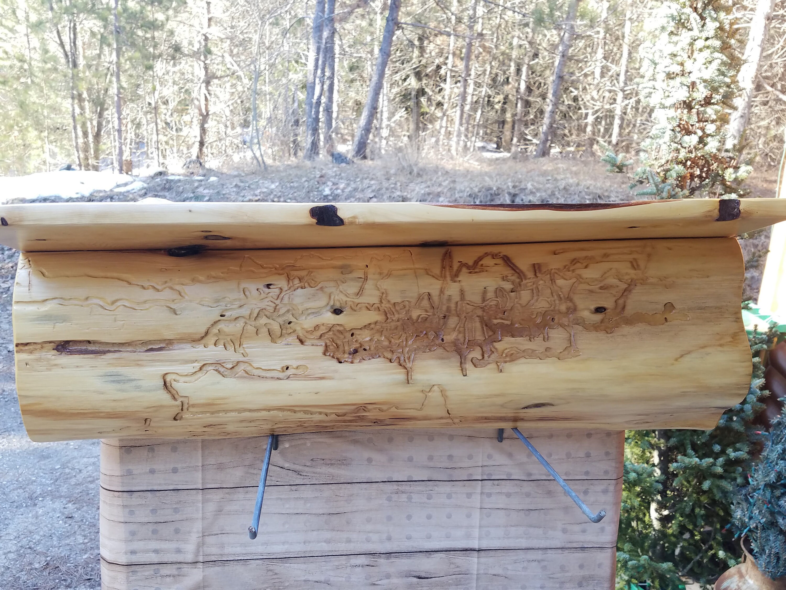 Live Edge Shelf With Worm Tracks - Etsy