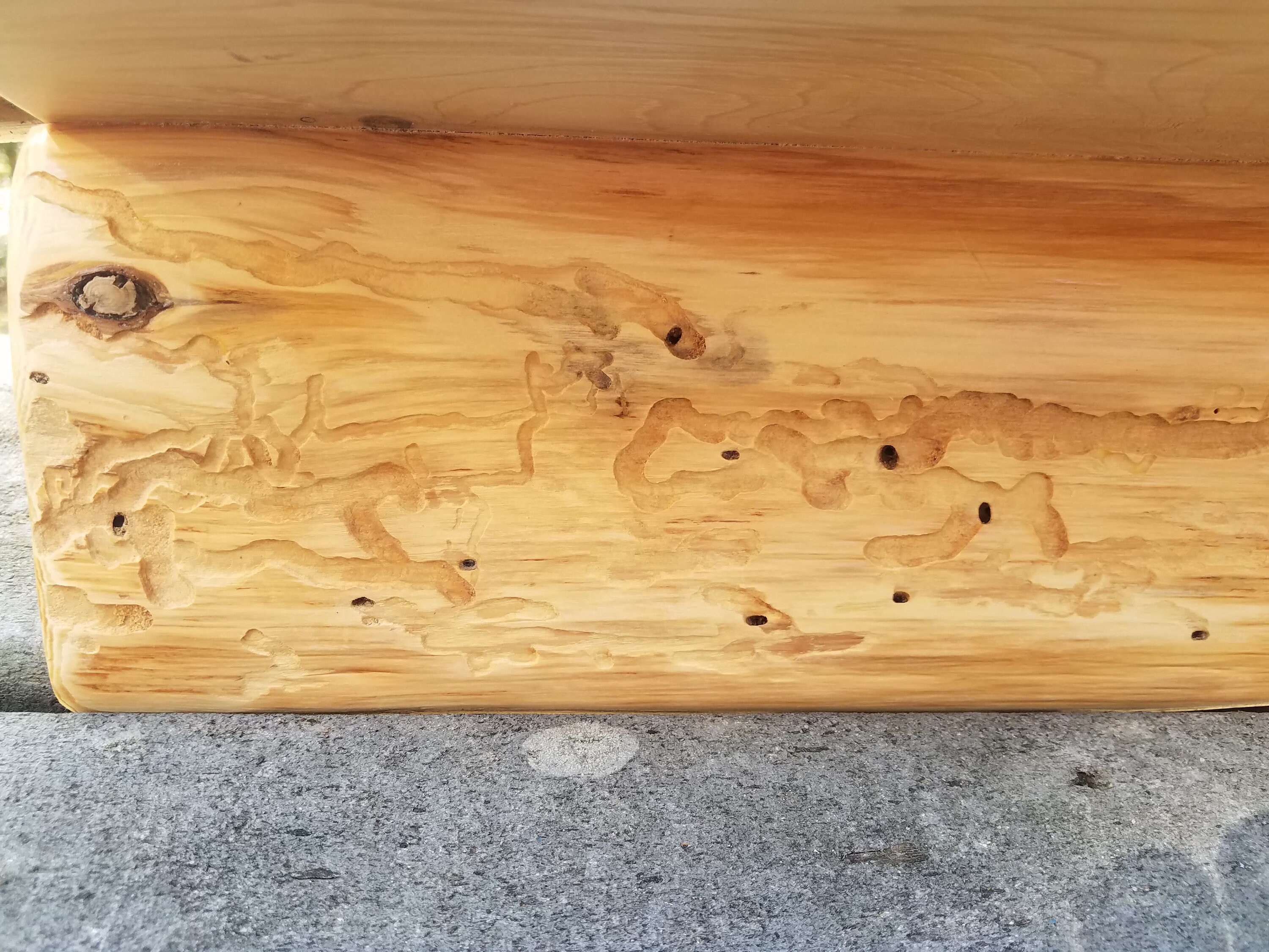 Live Edge Shelf With Worm Tracked Face Board - Etsy