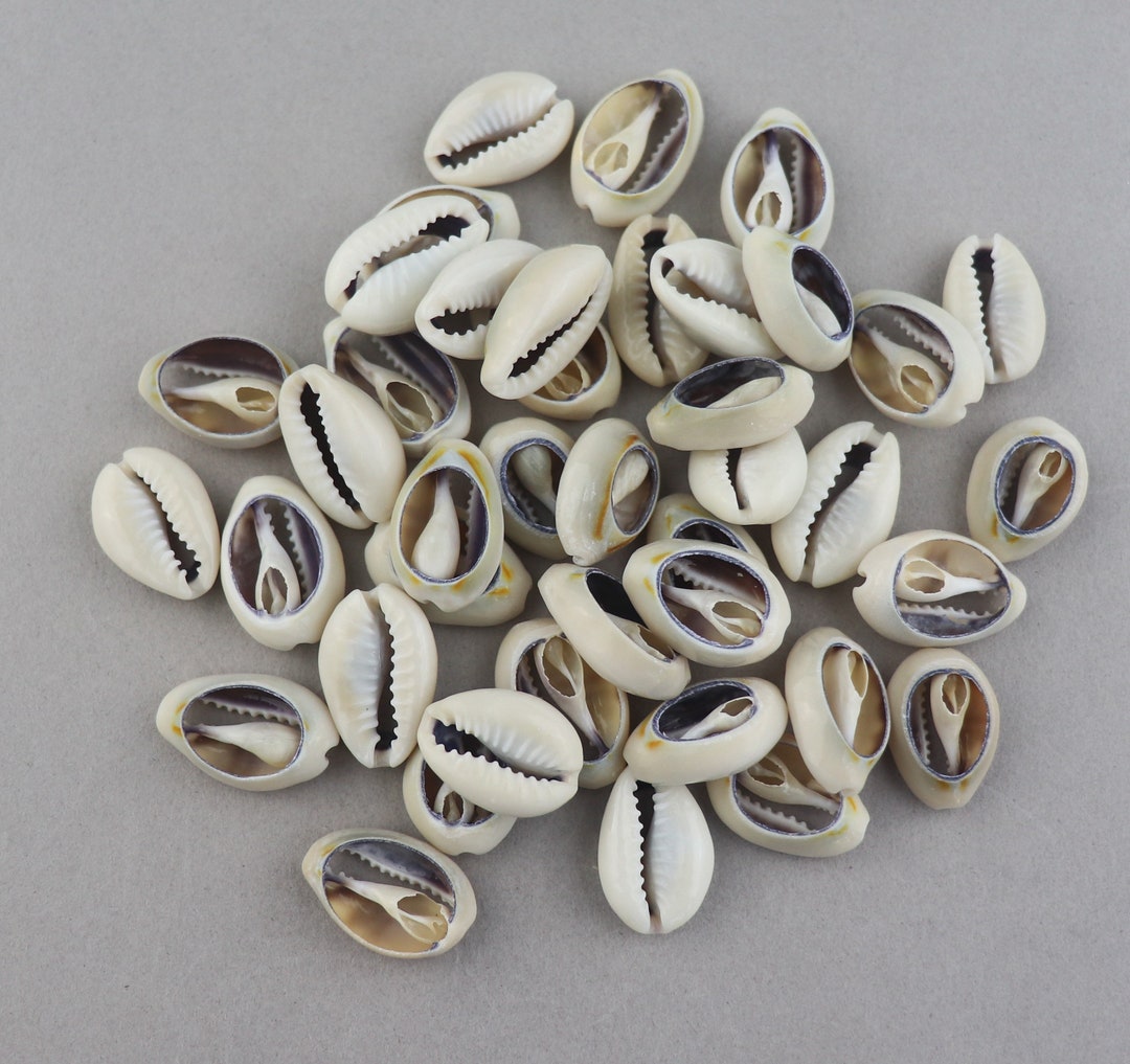 Cowrie Shells Sliced Mixed 40 Shells SHELL-90 - Etsy