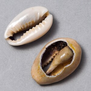 35 Old Money Cowry Shells. Vintage African Cowries. Shell-50 - Etsy