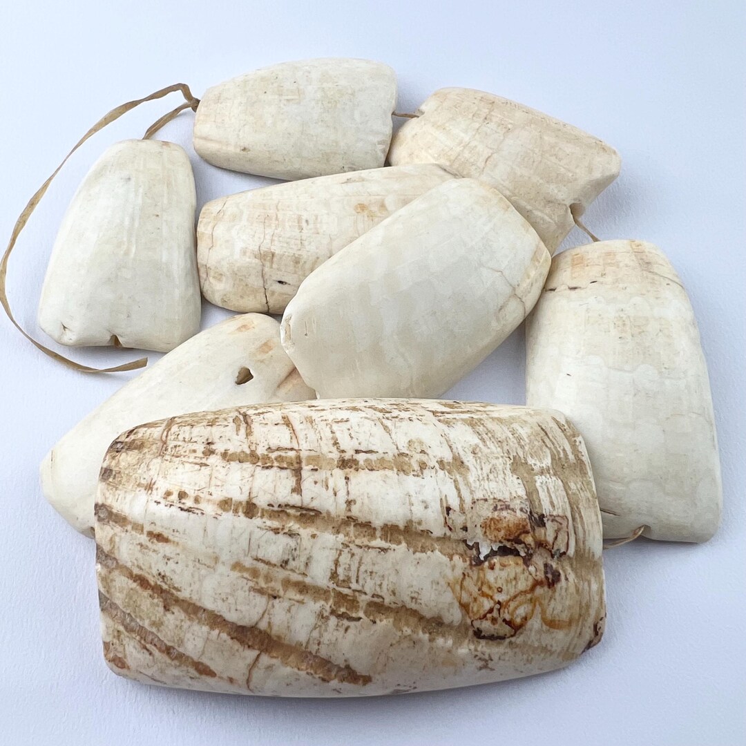 African Acra Shell Beads. Large "hippo Teeth" African Trade Beads. TB ...