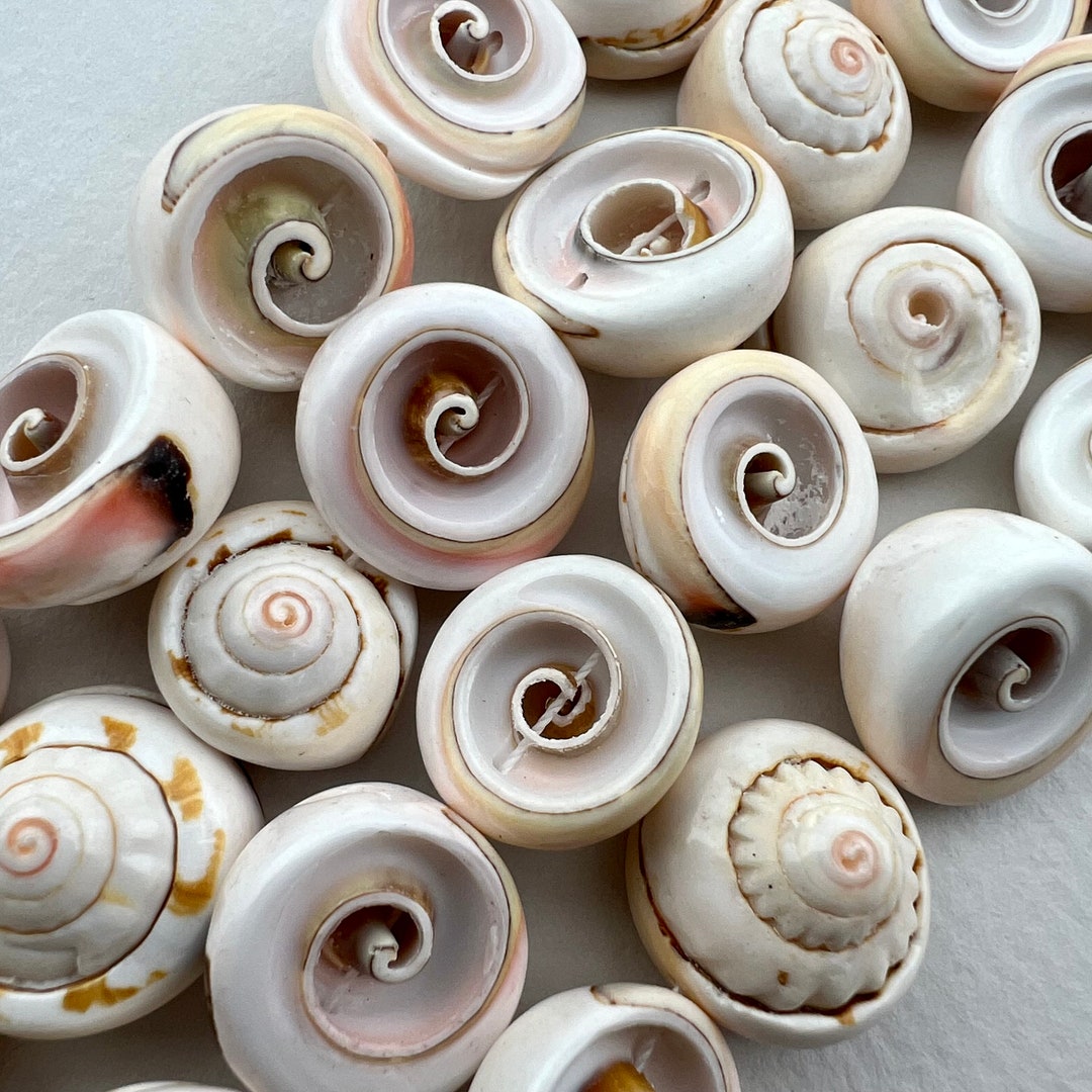 Natural Red Lip Shell Top Beads. Conus Shell Beads. SHELL-91 - Etsy
