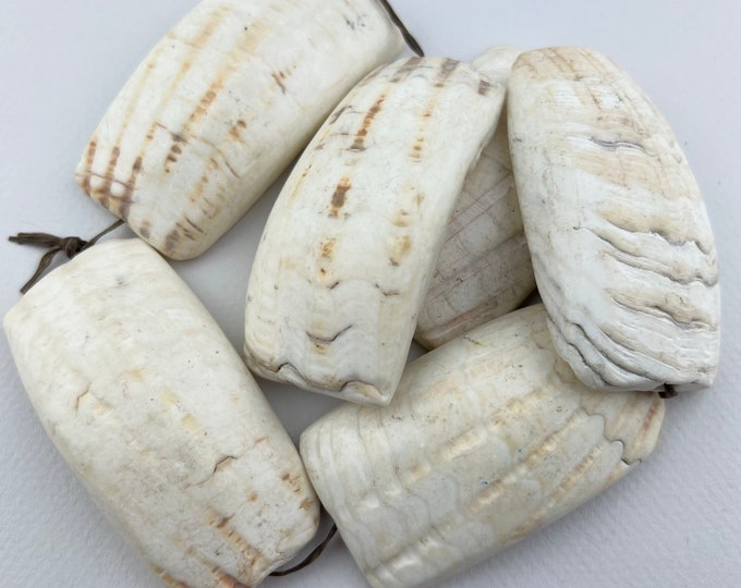 African Acra Shell Beads. Large 