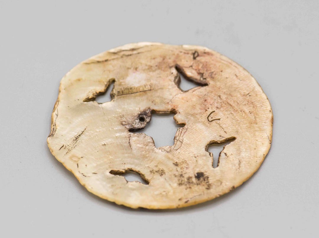 Large Antique Tany Abalone Shell Button 80mm SKU-TB-787 - Etsy