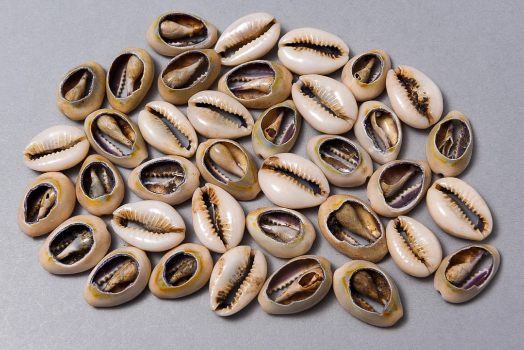 35 Old Money Cowry Shells. Vintage African Cowries. Shell-50 - Etsy