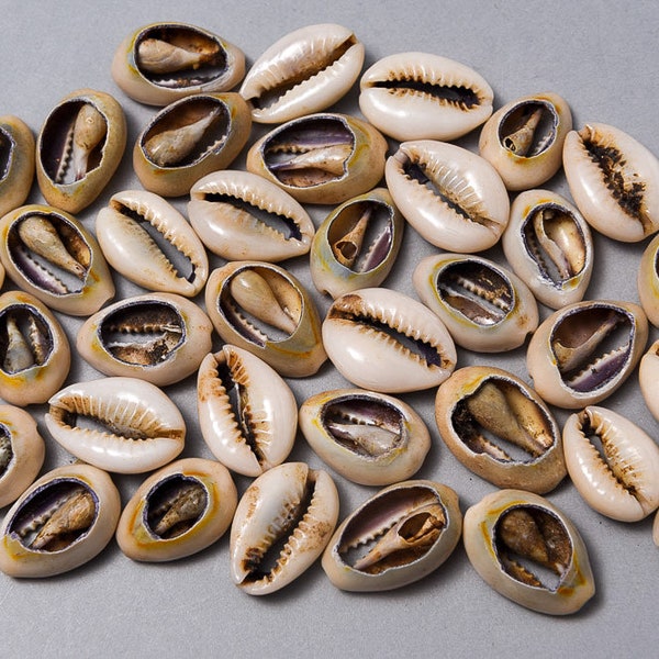 Cowry Shells - Etsy
