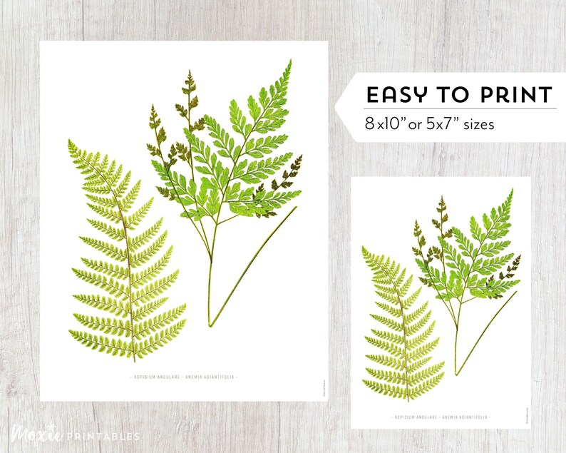 Fern Vintage Art Print Posters Set of 3 Digital Download - Etsy