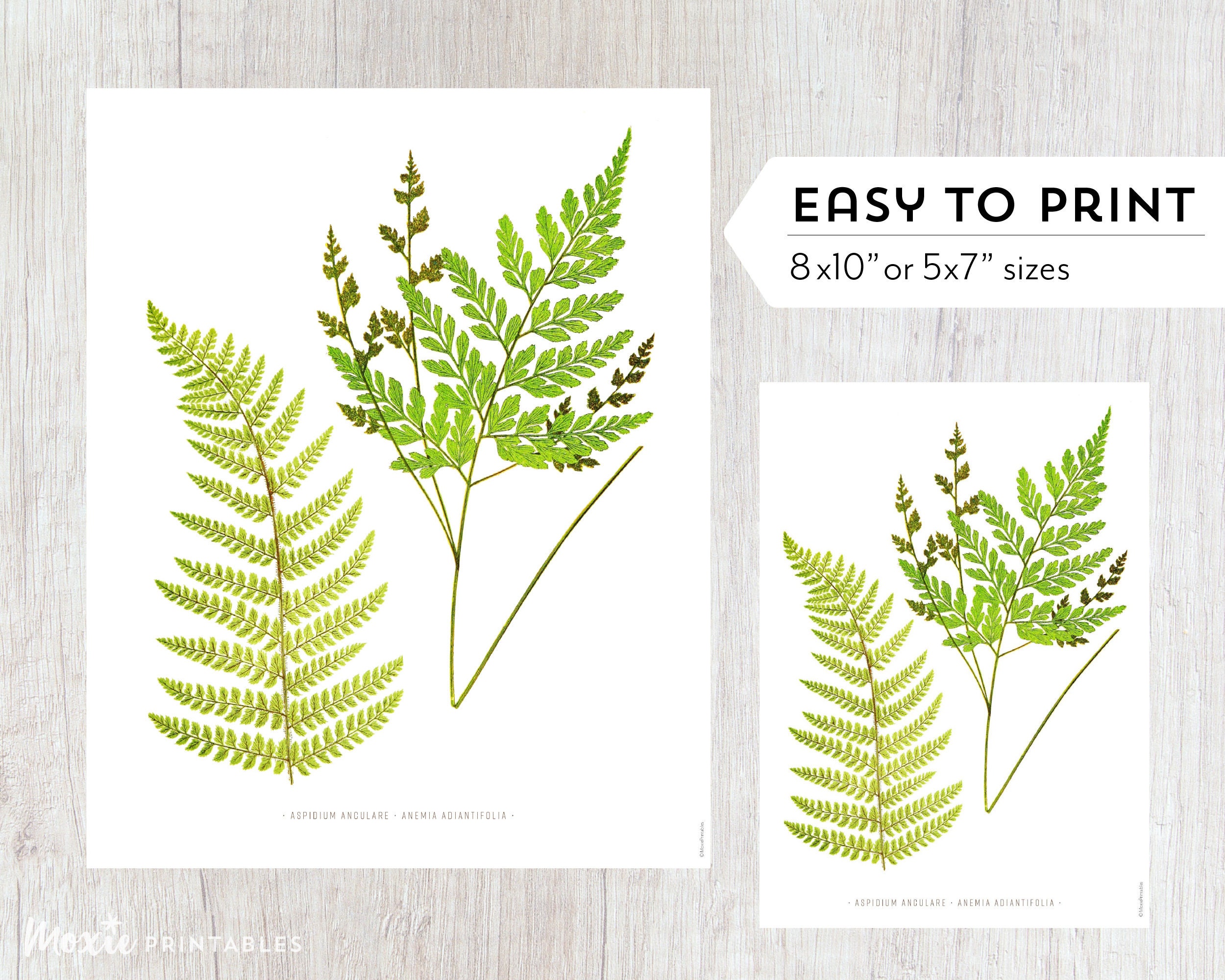 Fern Vintage Art Print Posters Set of 3 Digital Download - Etsy UK