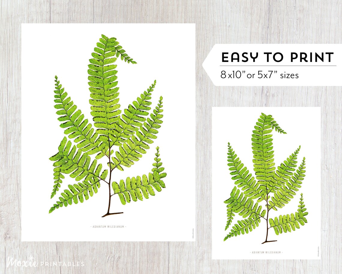 Fern Vintage Art Print Posters Set of 3 Digital Download - Etsy