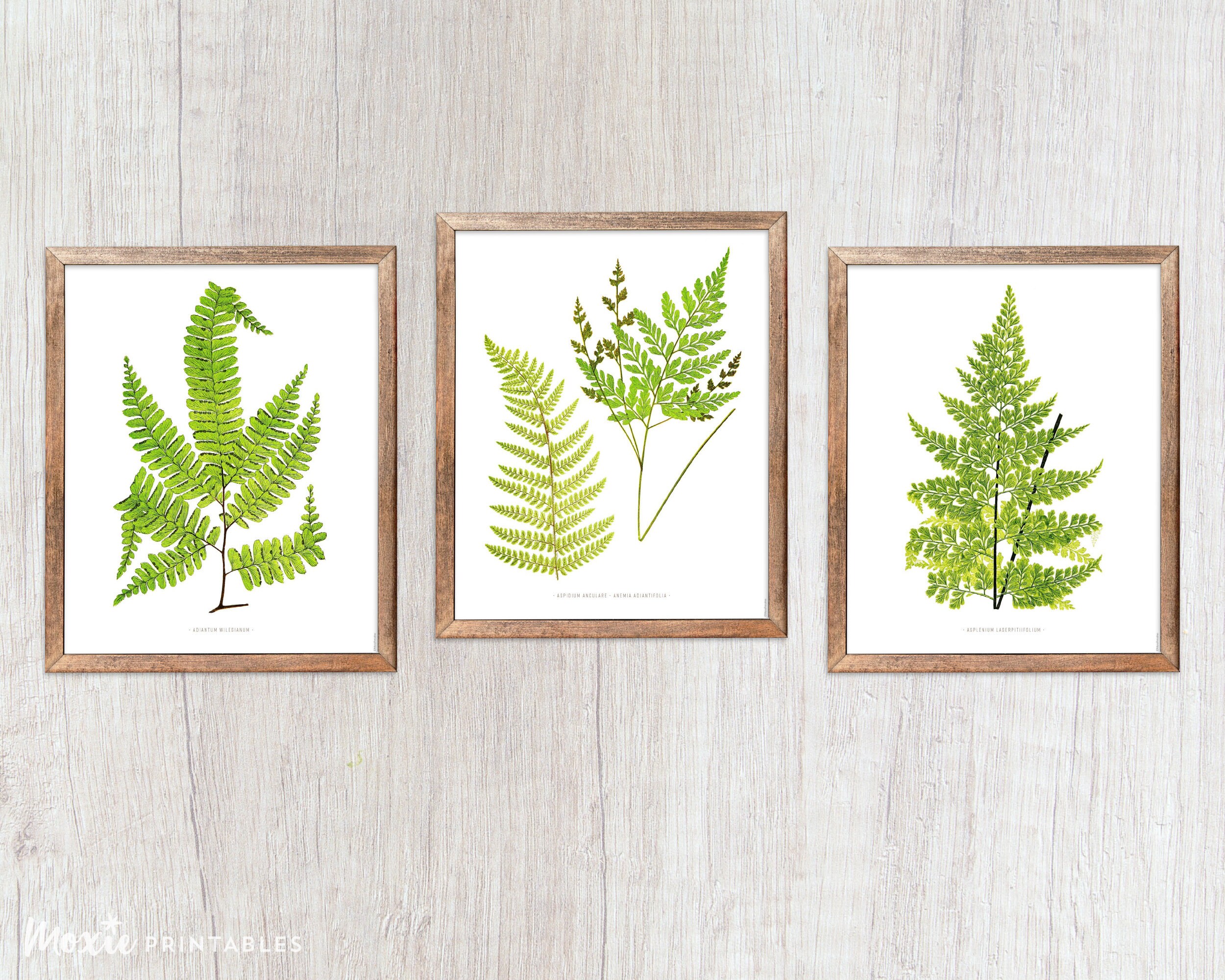 Fern Vintage Art Print Posters Set of 3 Digital Download - Etsy