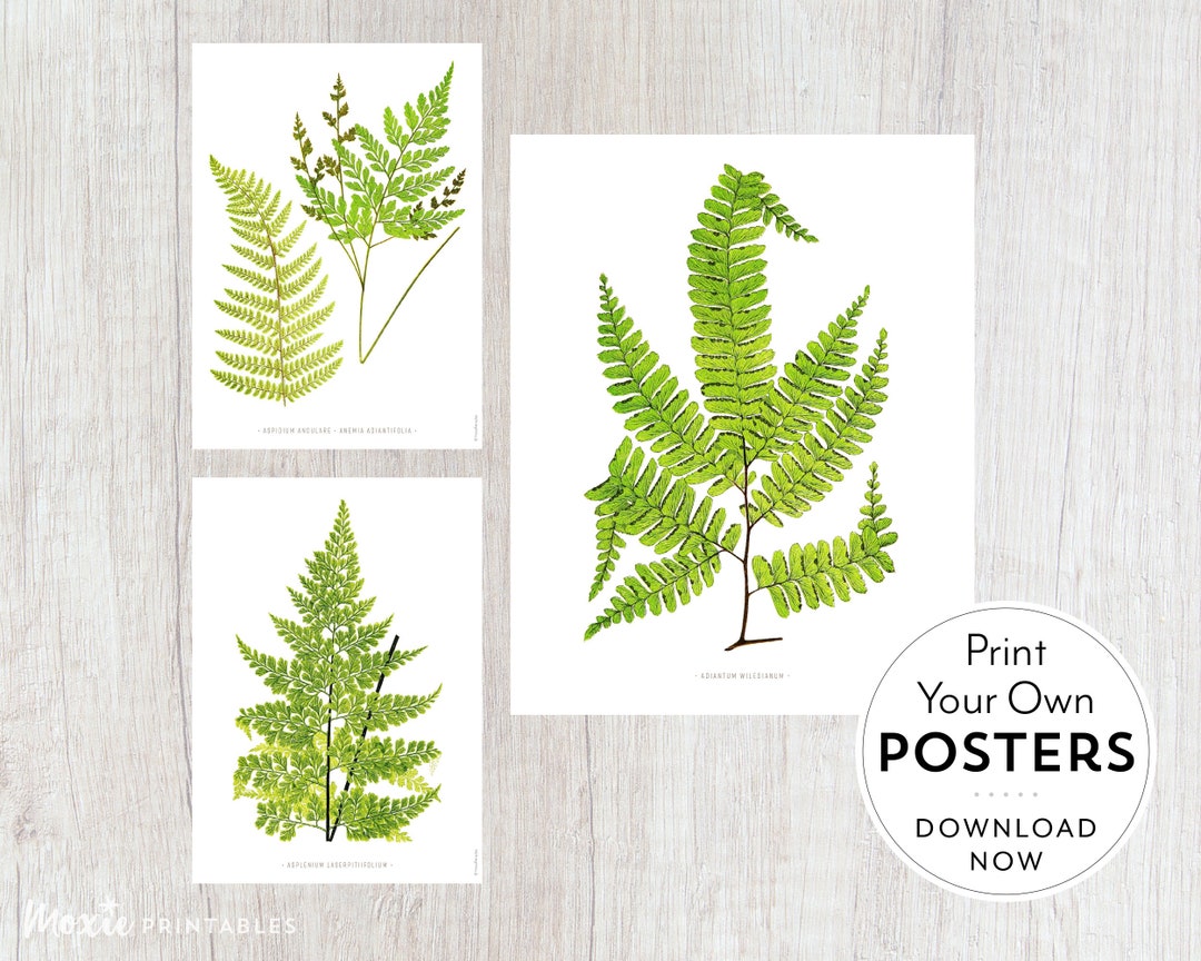 Fern Vintage Art Print Posters Set of 3 Digital Download - Etsy