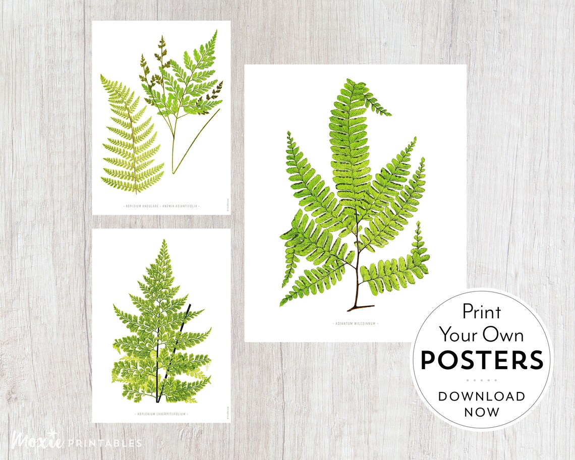 Fern Vintage Art Print Posters Set of 3 Digital Download - Etsy