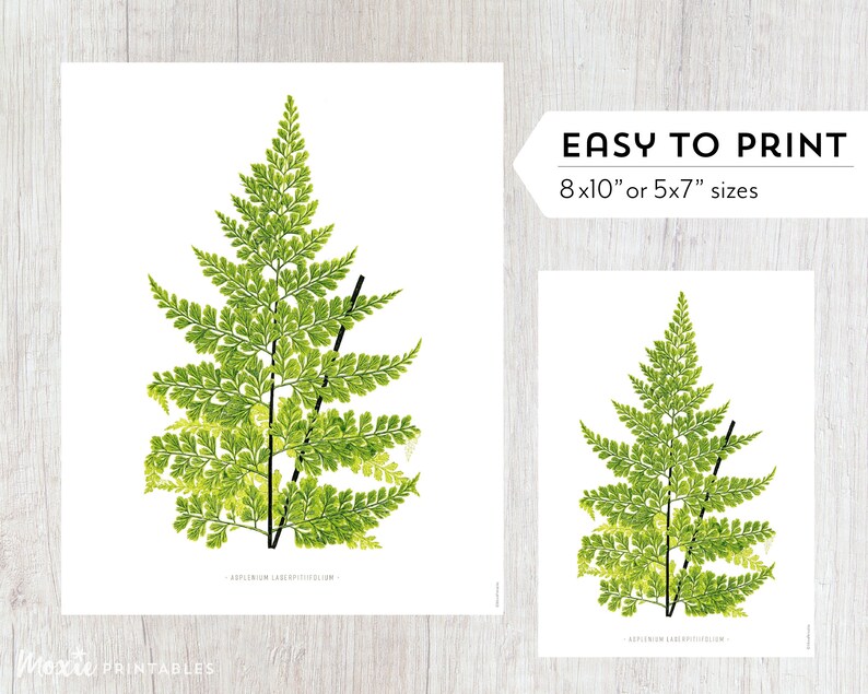 Fern Vintage Art Print Posters Set of 3 Digital Download - Etsy