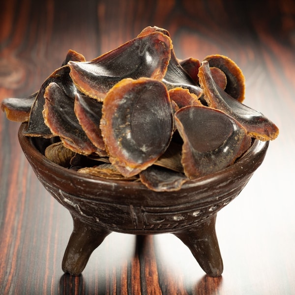 Operculum Shell - Etsy