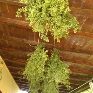 Linden Tea Organic - Greek Tilio Herbal Tea Flowers - Flamouri - Tilia ...