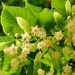 Linden Tea Organic - Greek Tilio Herbal Tea Flowers - Flamouri - Tilia ...