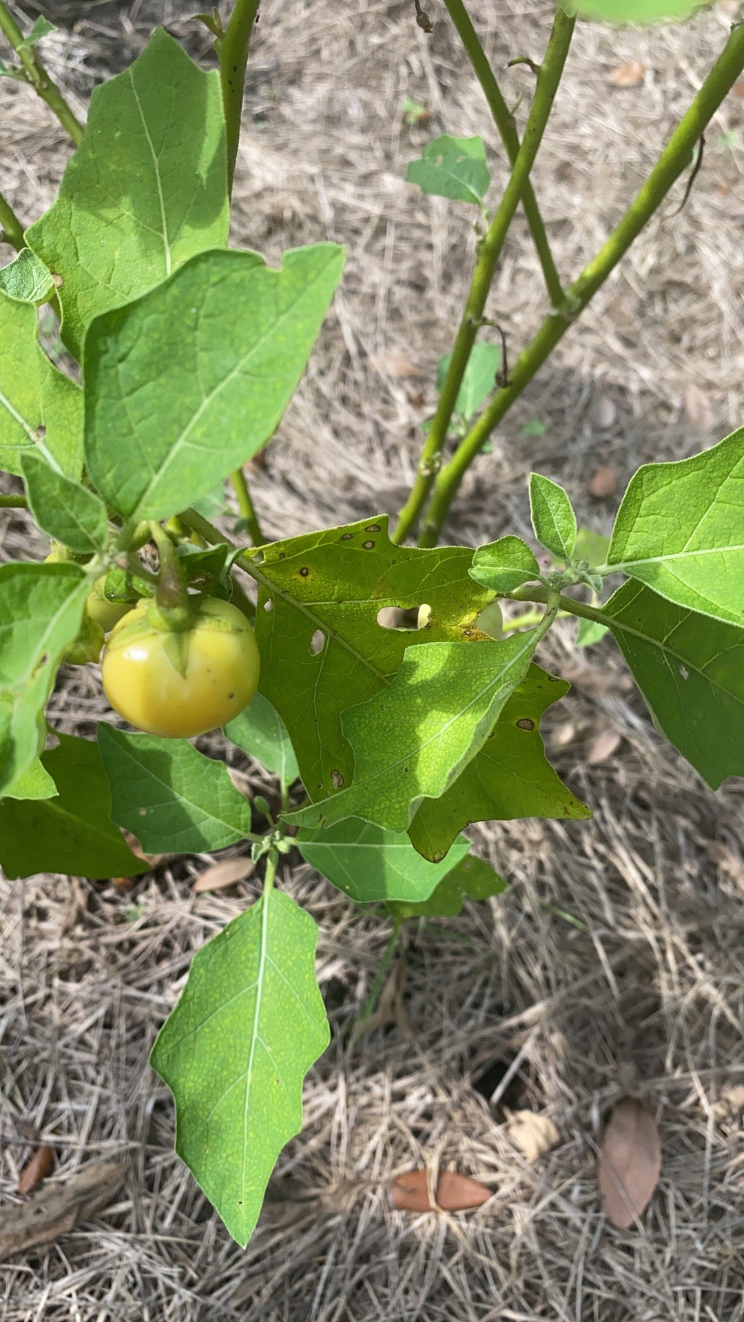 Rare Liberian Bitter Ball Seeds, African Eggplant, Garden Eggs - Etsy