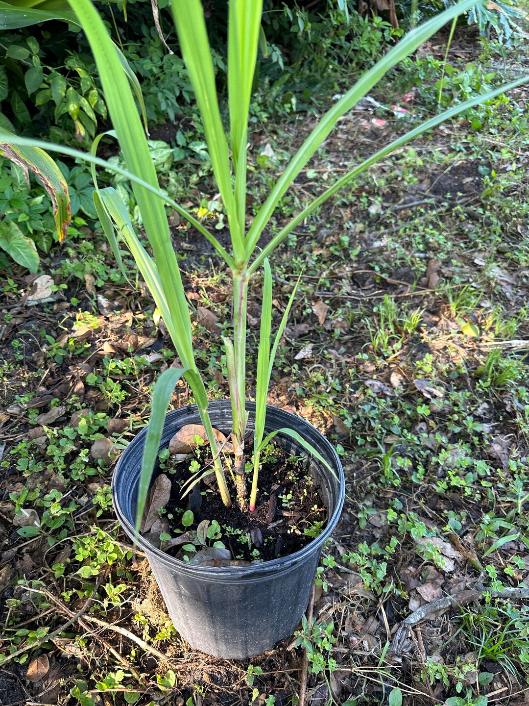 Striped Jamaican Red Sugar Cane 1 Plant - Etsy