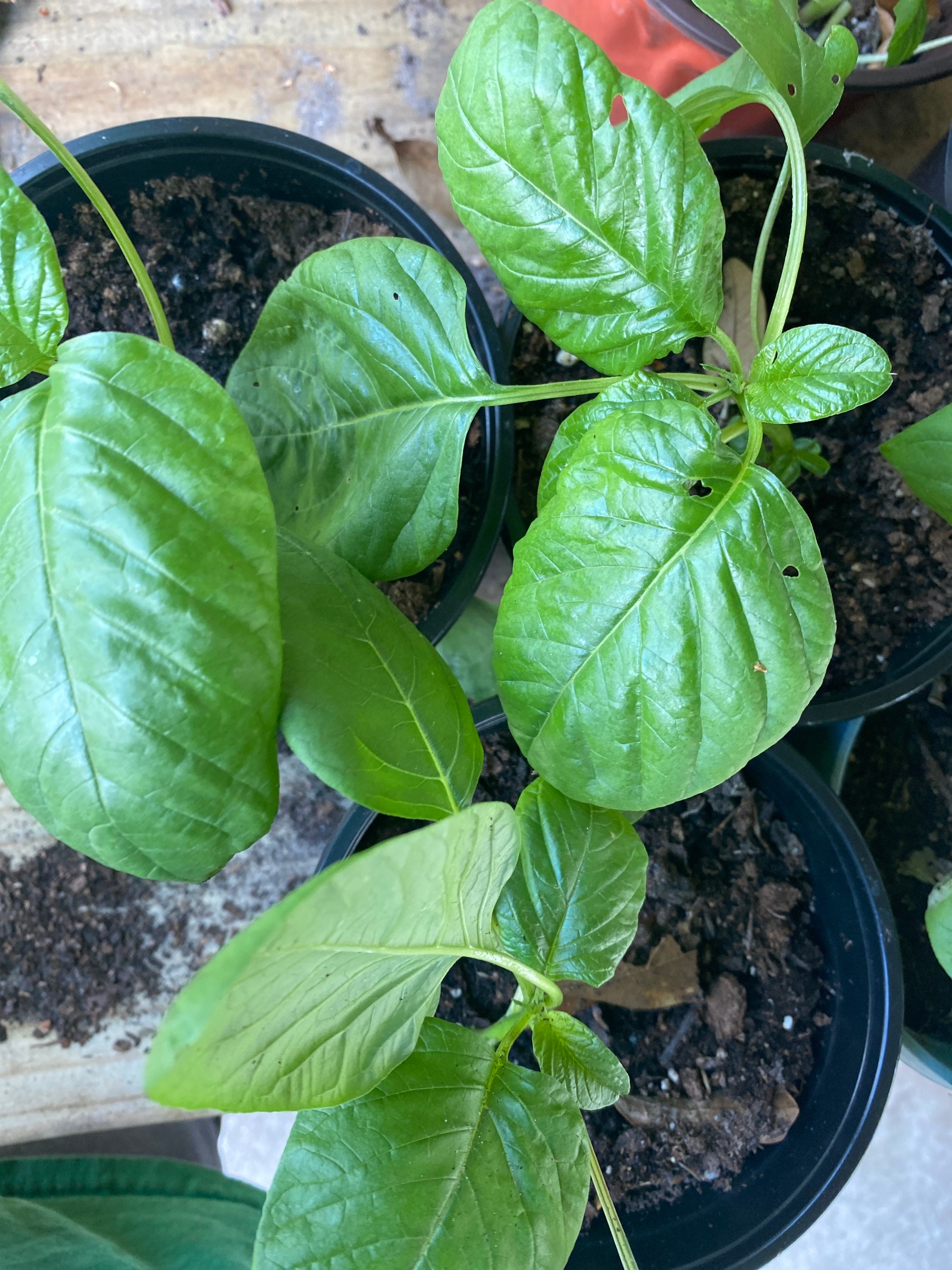 Jamaican Callaloo Plant