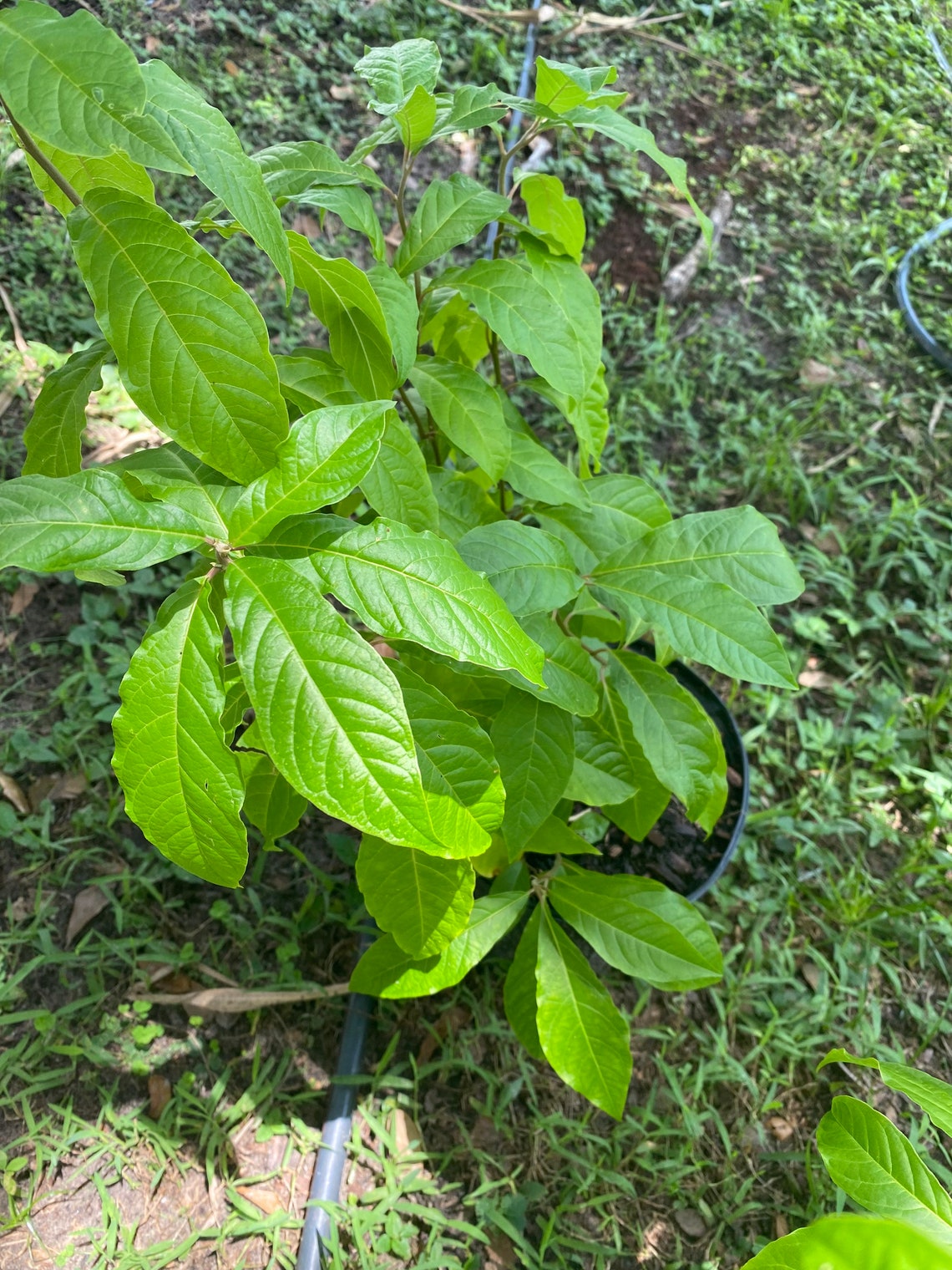 Anamu Guinea Hen Weedmucura Garlic Guinea Weed Petiveria - Etsy