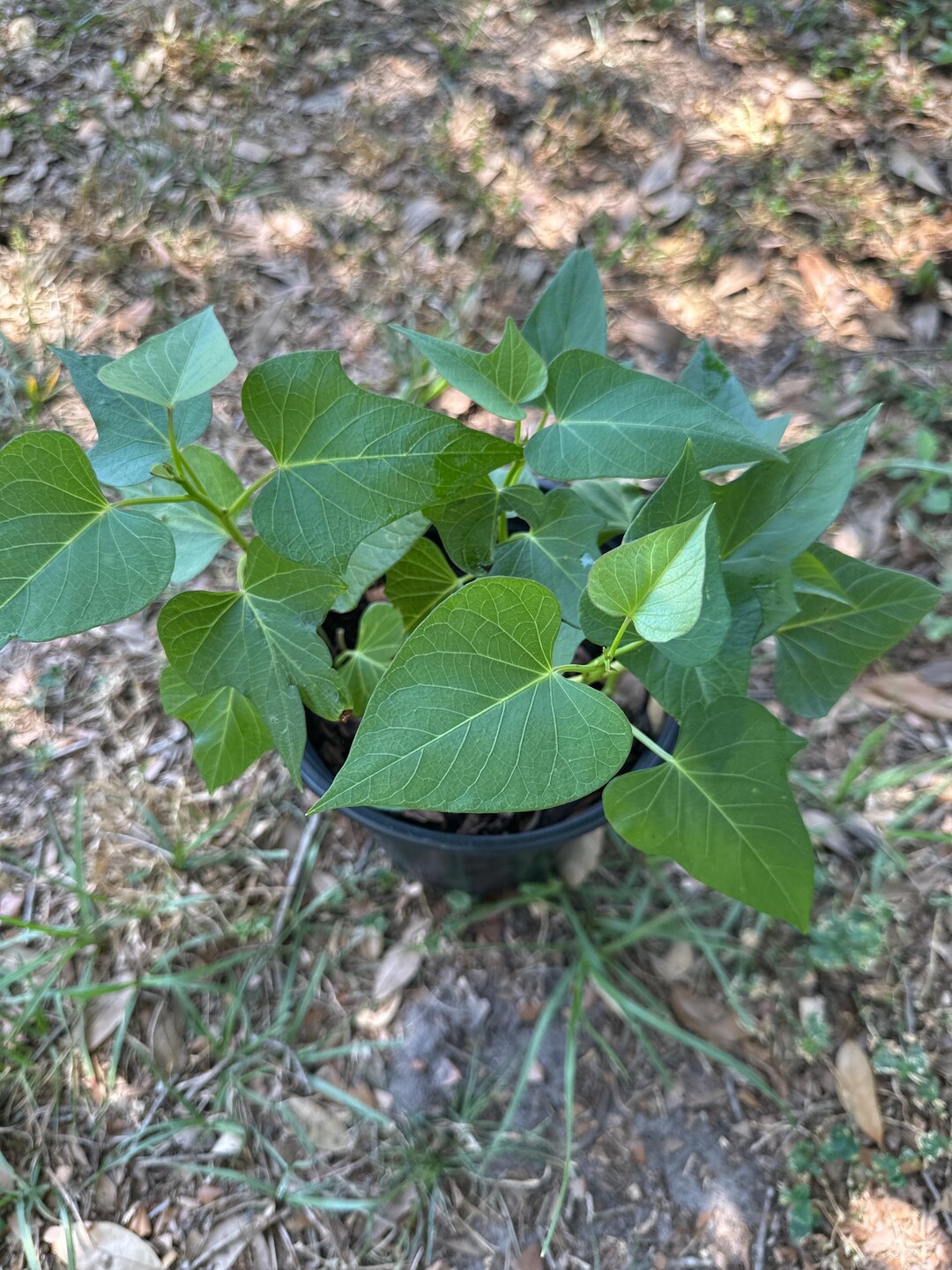 4 Purple Molokai Sweet Potato Slips / Organically - Khoai Lang. Potted ...