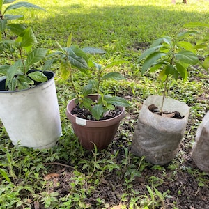 Anamu, Guinea Hen Weed,mucura , Garlic Guinea Weed, Petiveria Alliacea ...