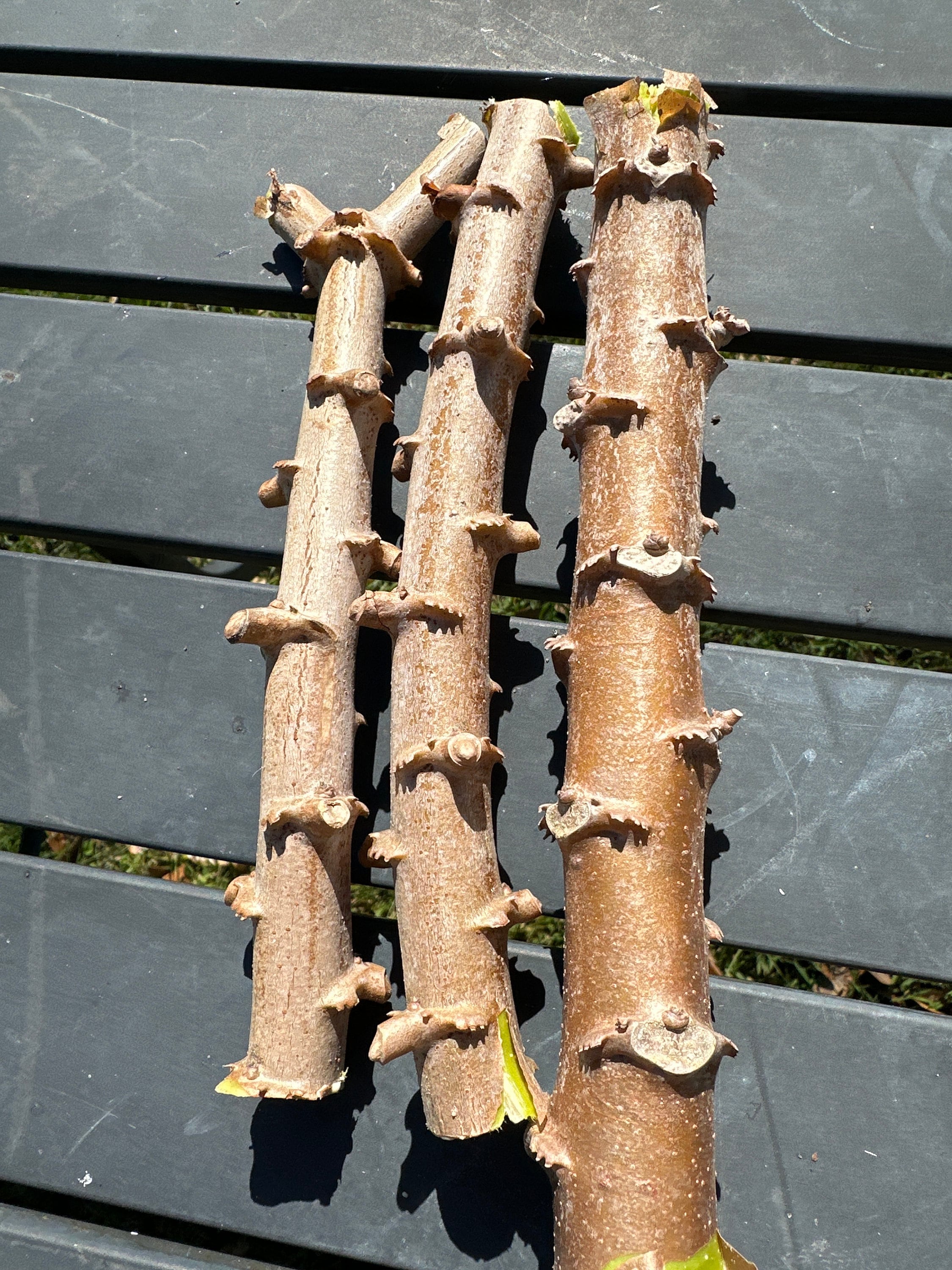 ORGANIC Sweet Red Cassava Cuttings, Yuca, Manioc Esculent, Jamaican ...