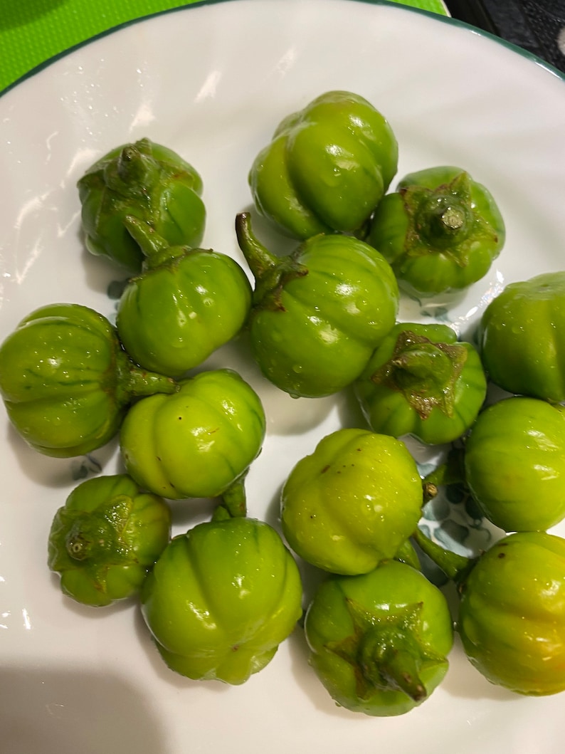 Mixed African Eggplant Seeds, Garden Eggs, Bitter Balls. Solanum ...
