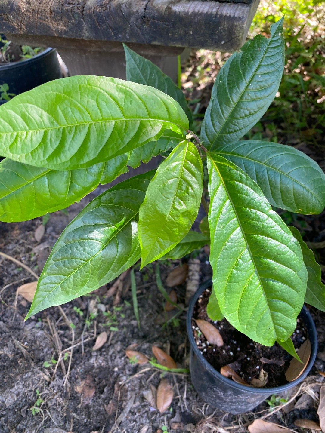 Anamu, Guinea Hen Weed,mucura , Garlic Guinea Weed, Petiveria Alliacea ...