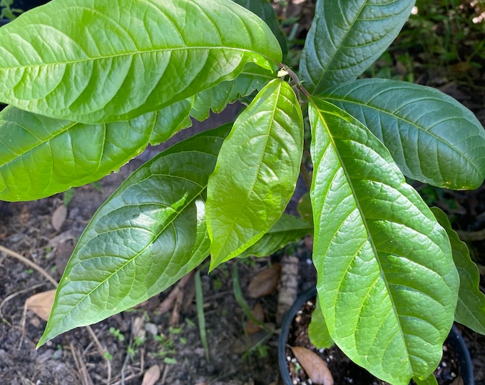 Anamu, Guinea Hen Weed,mucura , Garlic Guinea Weed, Petiveria Alliacea ...