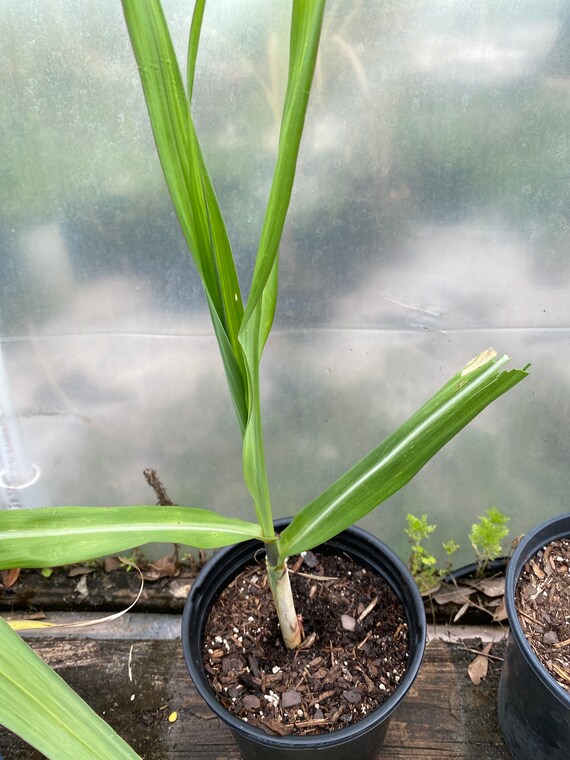 Striped Jamaican Red Sugar Cane 1 Plant - Etsy