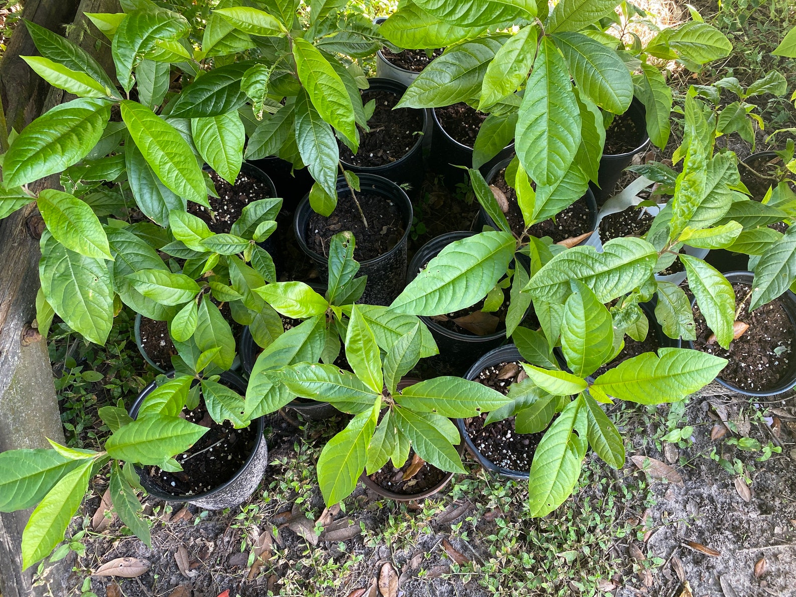 Anamu, Guinea Hen Weed,mucura , Garlic Guinea Weed, Petiveria Alliacea ...