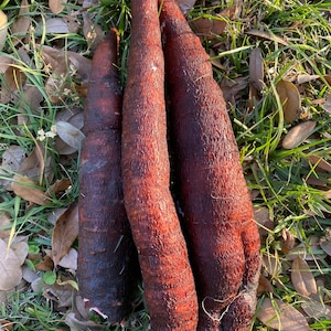 ORGANIC Fresh Sweet Red Cassava Plant Yuca, Manioc Esculent, Jamaican ...