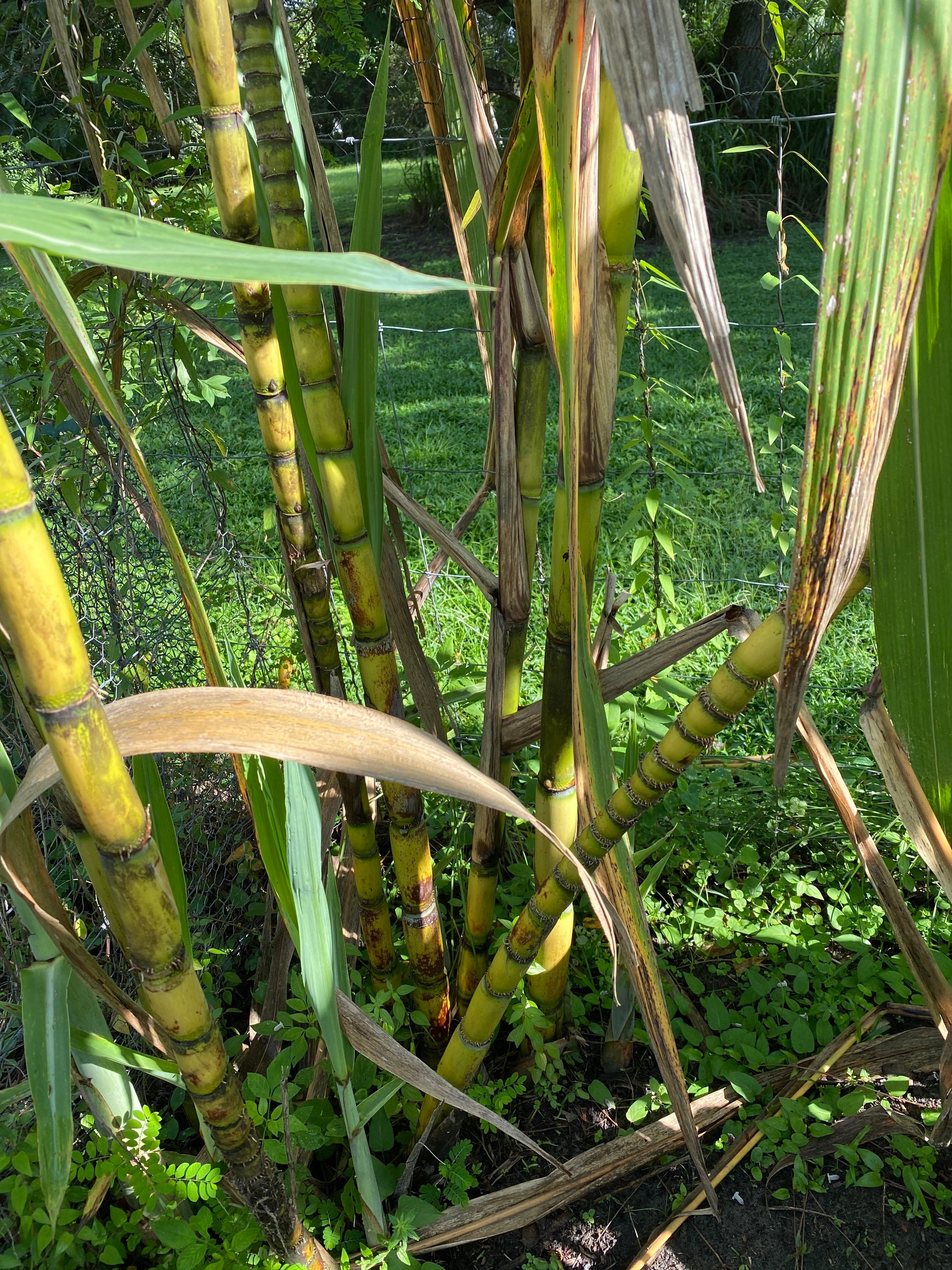 Stilt Root Of Sugarcane