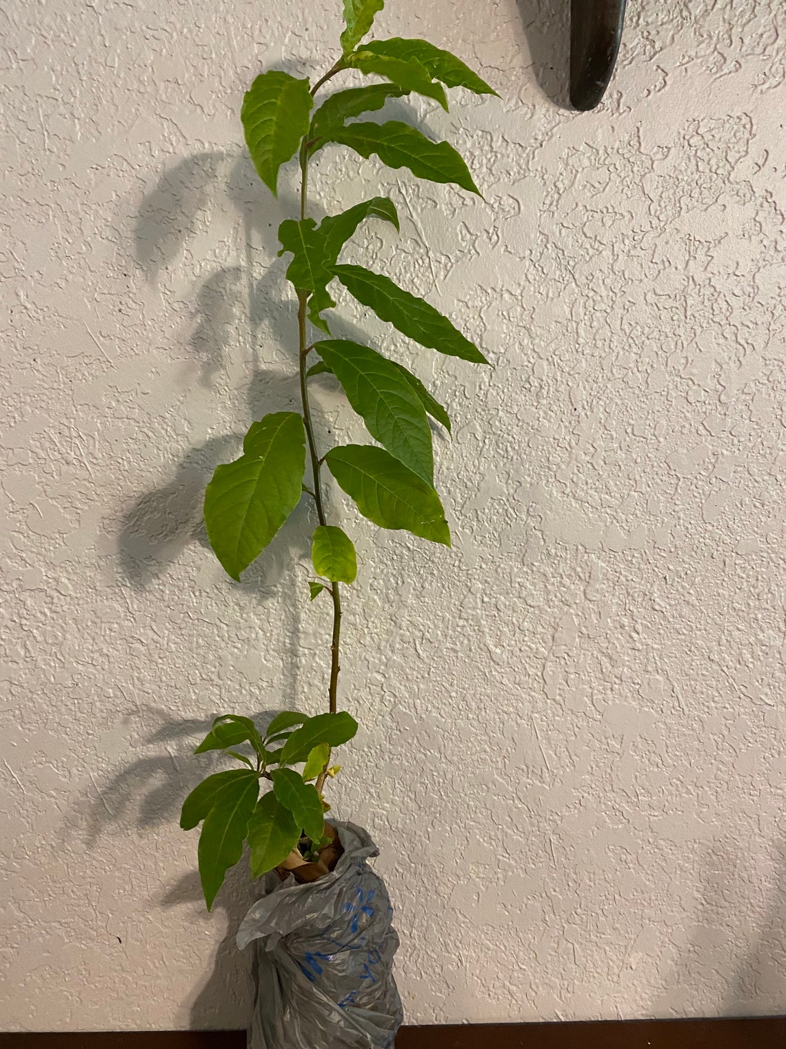 Anamu Guinea Hen Weedmucura Garlic Guinea Weed Petiveria - Etsy