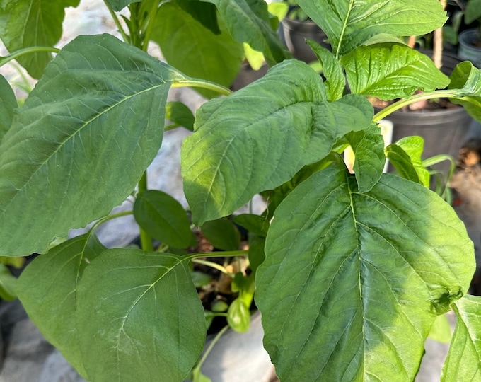 Jamaican Callaloo Seeds - Etsy