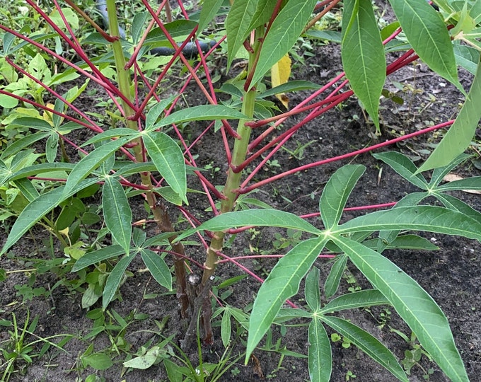 ORGANIC Fresh Sweet Red Cassava Plant Yuca, Manioc Esculent, Jamaican ...