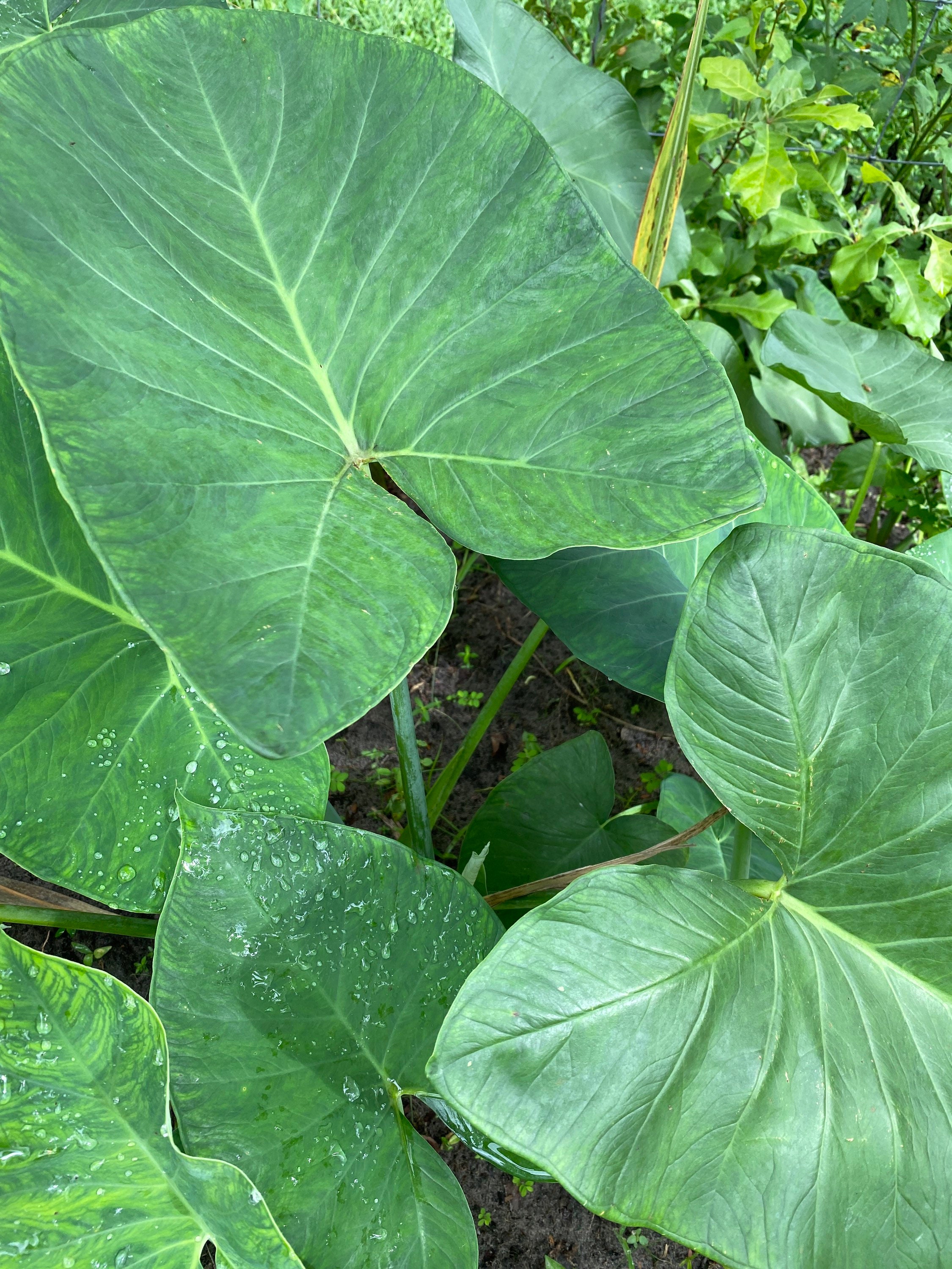 Cocoyam Leaves Taro Leaves colocasia Esculenta 1lb - Etsy