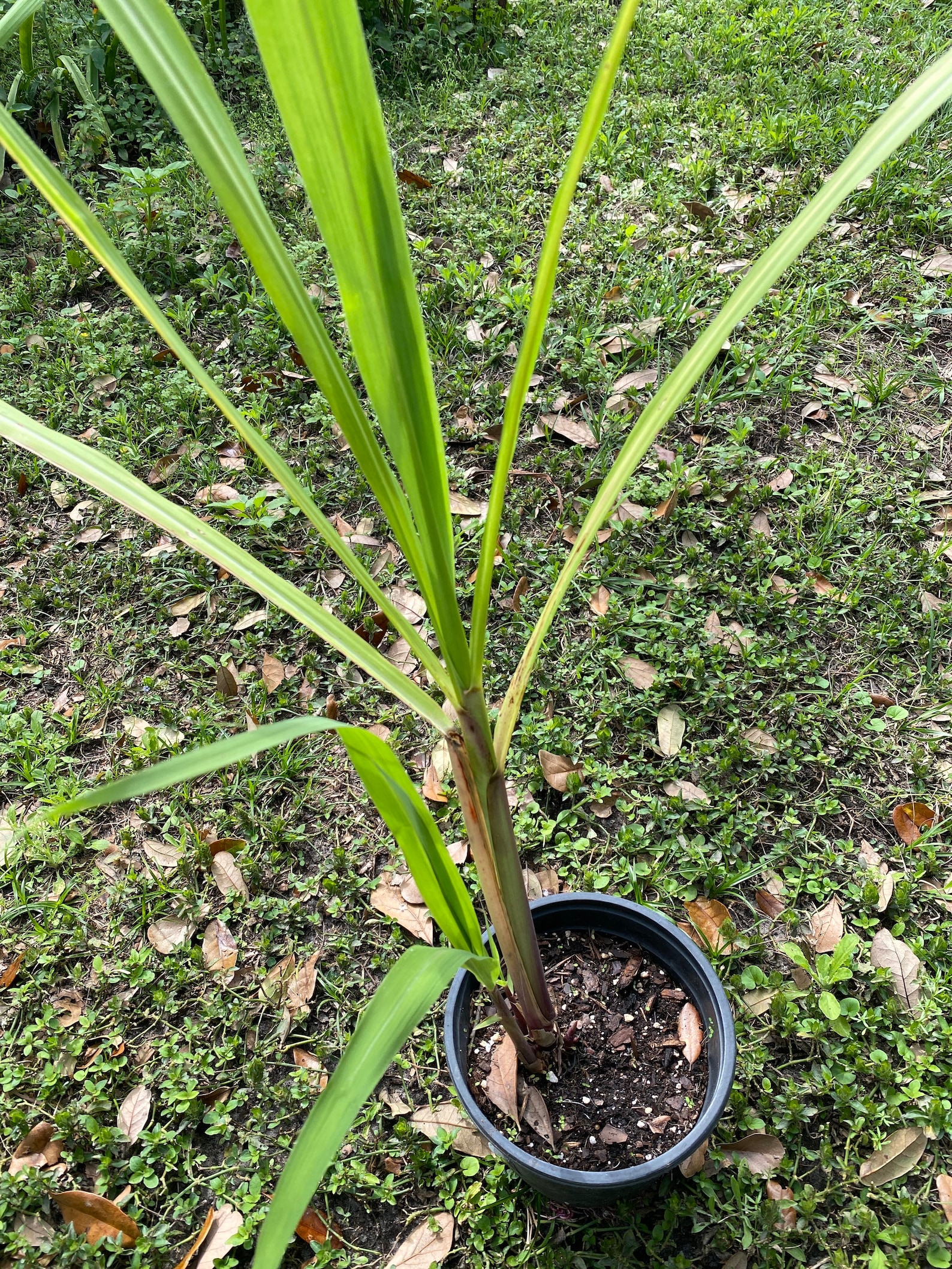 Purple Sugar Cane Plants Sweet Juicy Very Soft Chewing Cane | Etsy