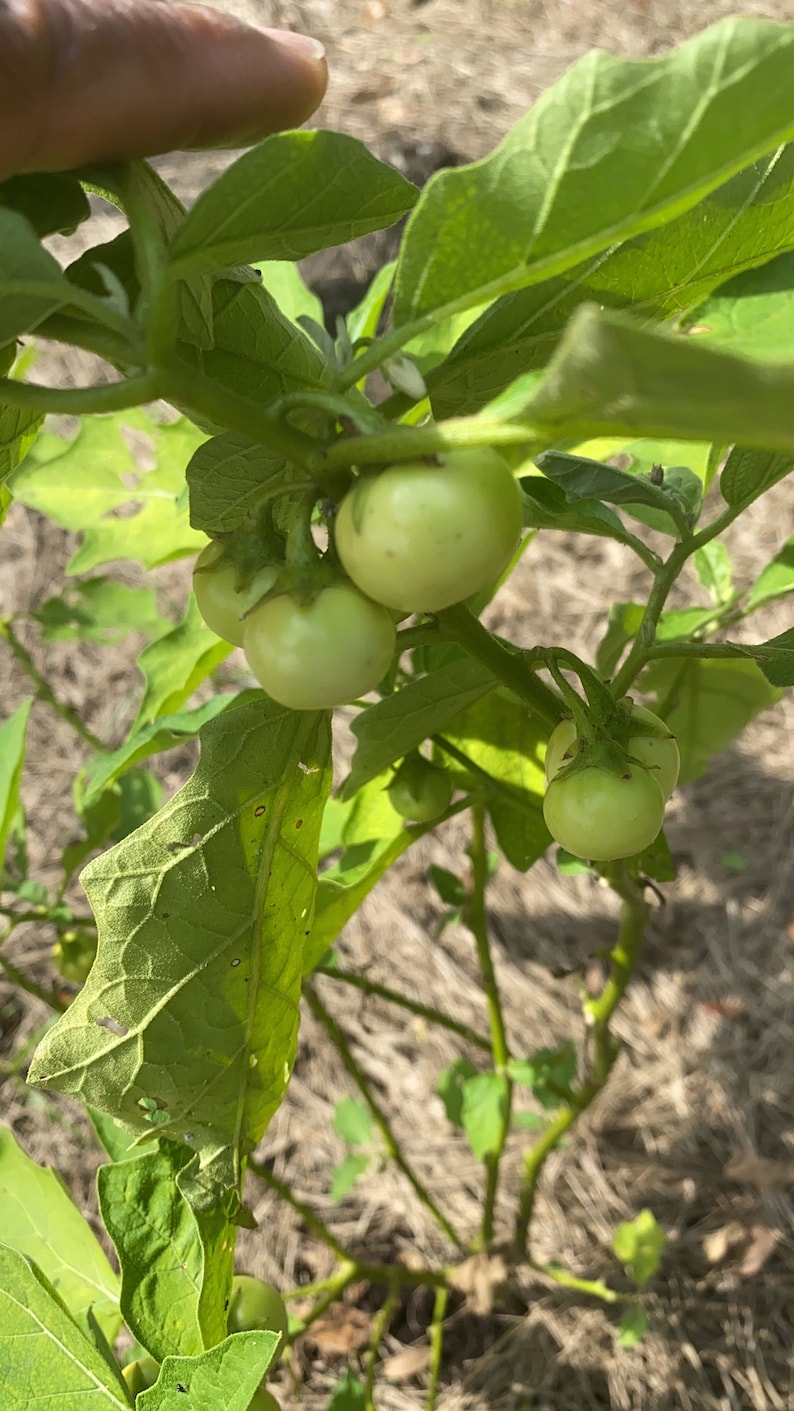 Rare Liberian Bitter Ball Seeds, African Eggplant, Garden Eggs - Etsy
