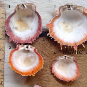 Spiny Oyster Orange Lions Paw Purple Shells - Etsy