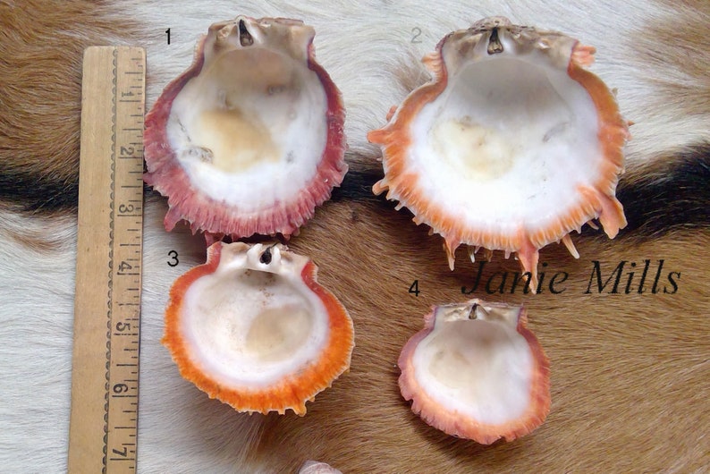 Spiny Oyster Orange Lions Paw Purple Shells - Etsy